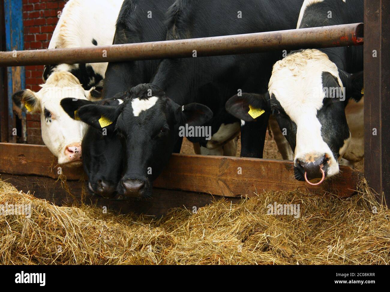 Taureau de ferme Banque de photographies et d’images à haute résolution ...