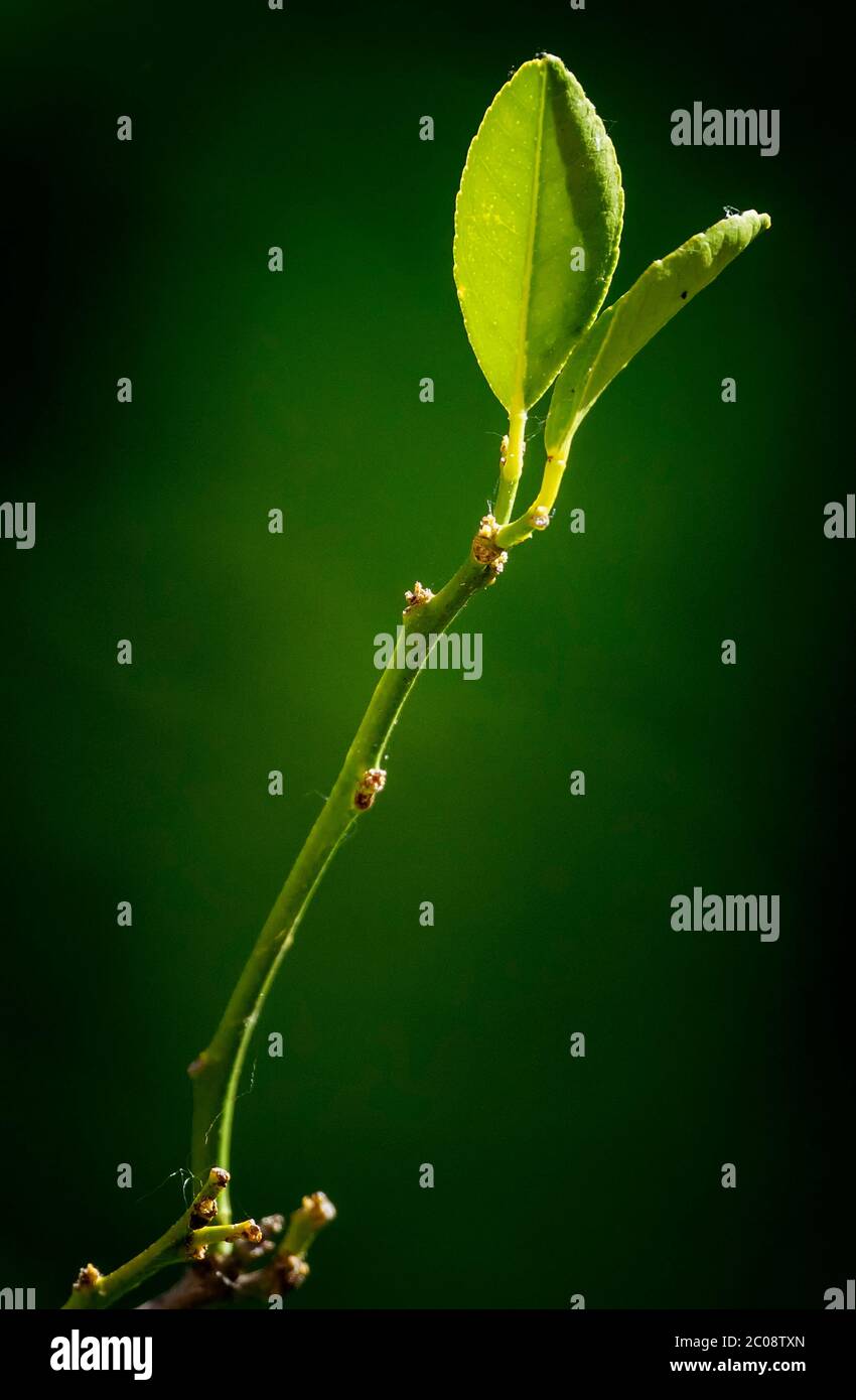 Pousse verte Banque de photographies et d’images à haute résolution - Alamy