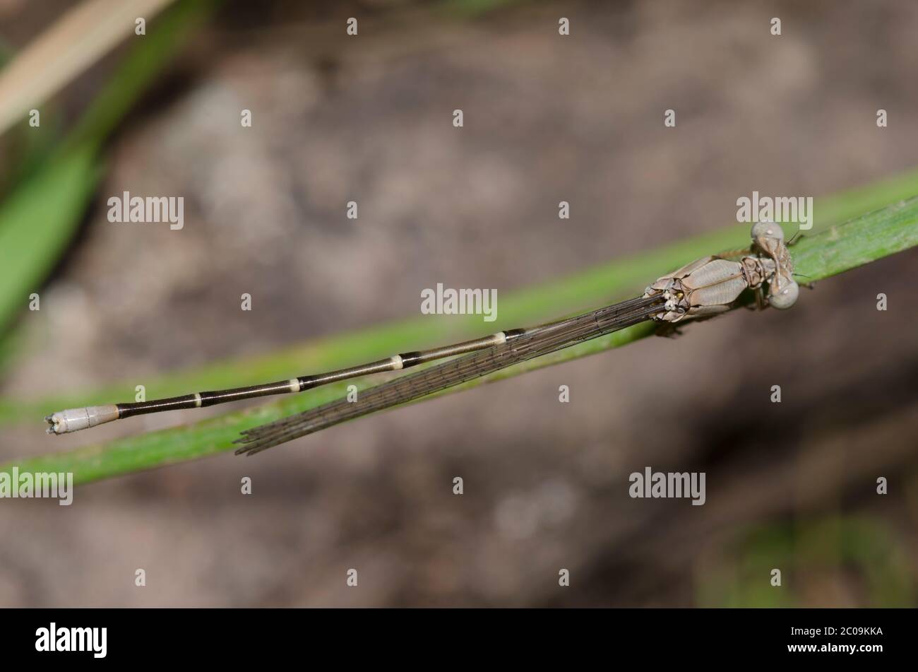 Argia apicalis Banque de photographies et d’images à haute résolution ...