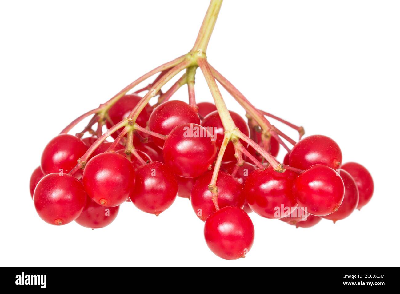 Baies sauvages rouges Banque de photographies et d’images à haute ...