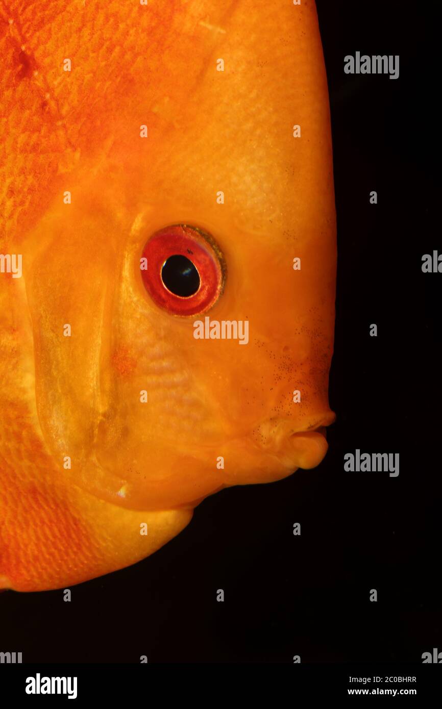 Discus fish portrait Banque de photographies et d’images à haute ...
