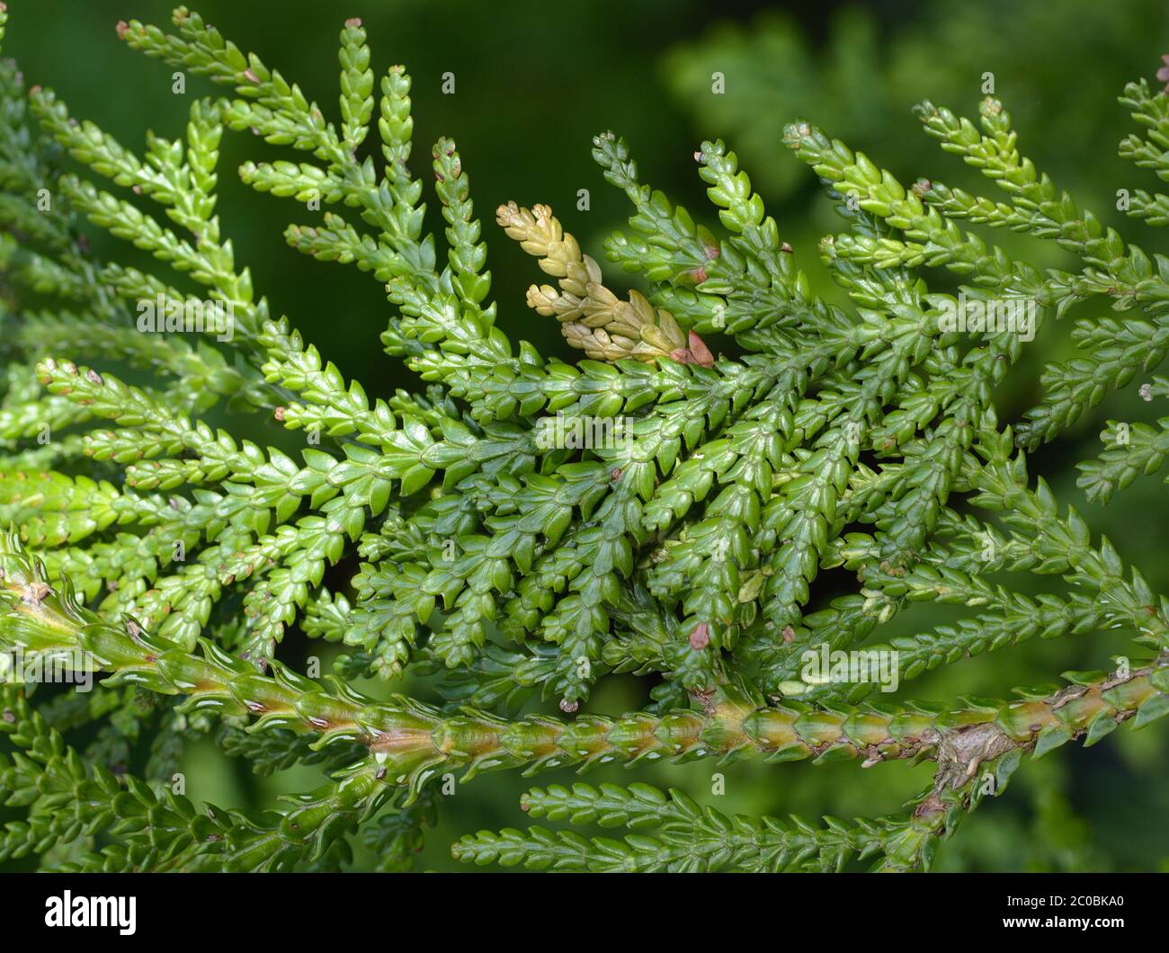 Arbre hiba Banque de photographies et d’images à haute résolution - Alamy