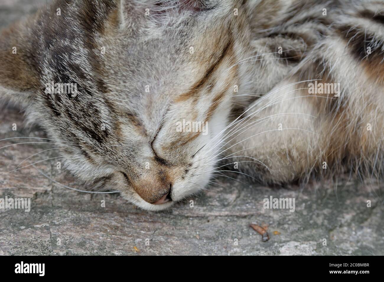 Chaton noir et blanc endormi Banque de photographies et d’images à ...