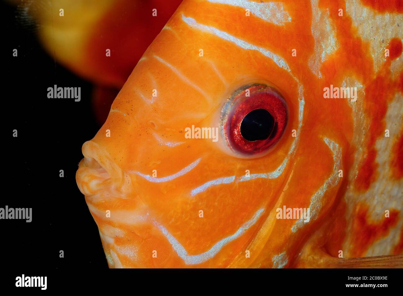 Discus fish portrait Banque de photographies et d’images à haute ...