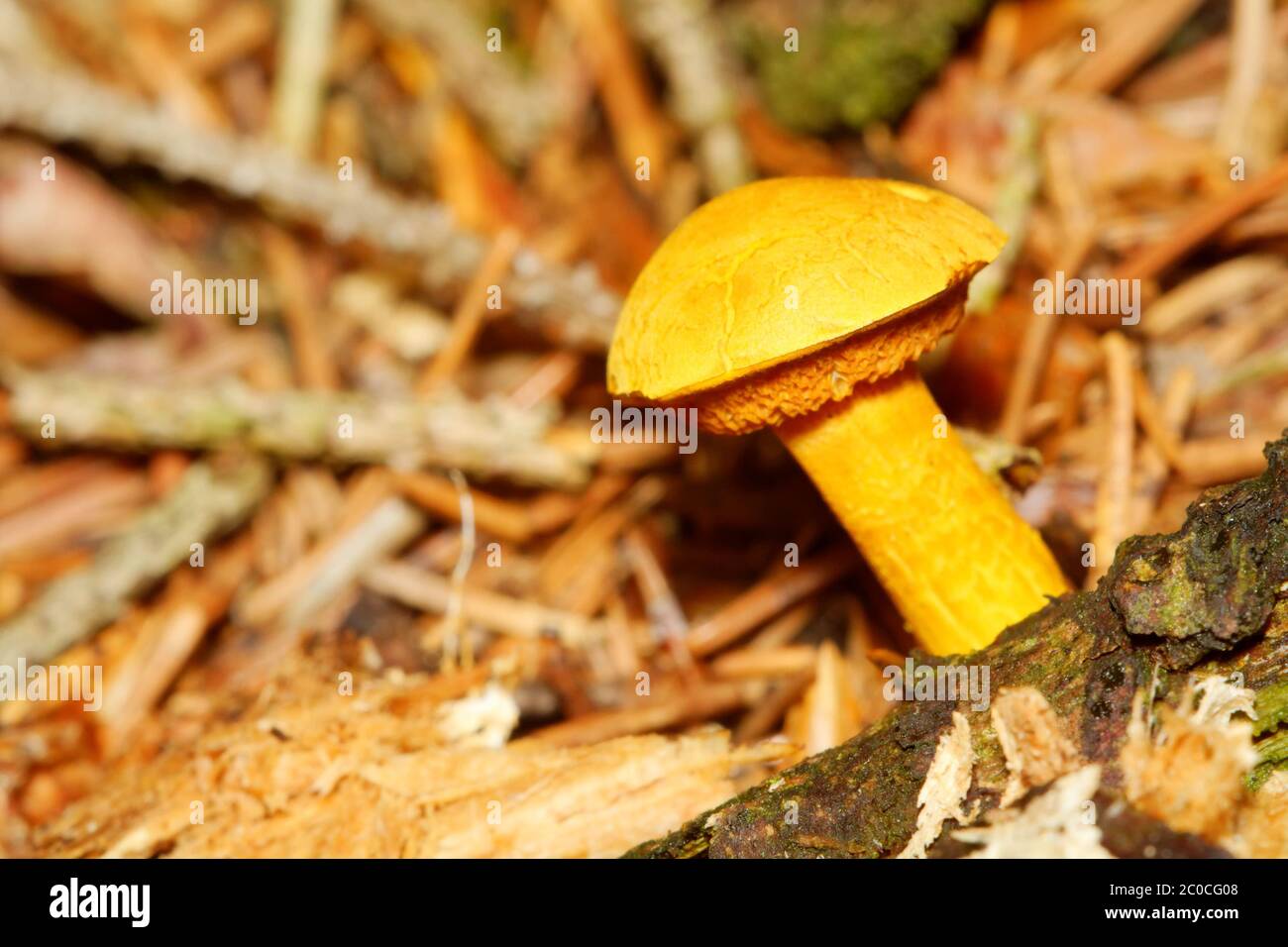 Champignon jaune Banque de photographies et d’images à haute résolution ...