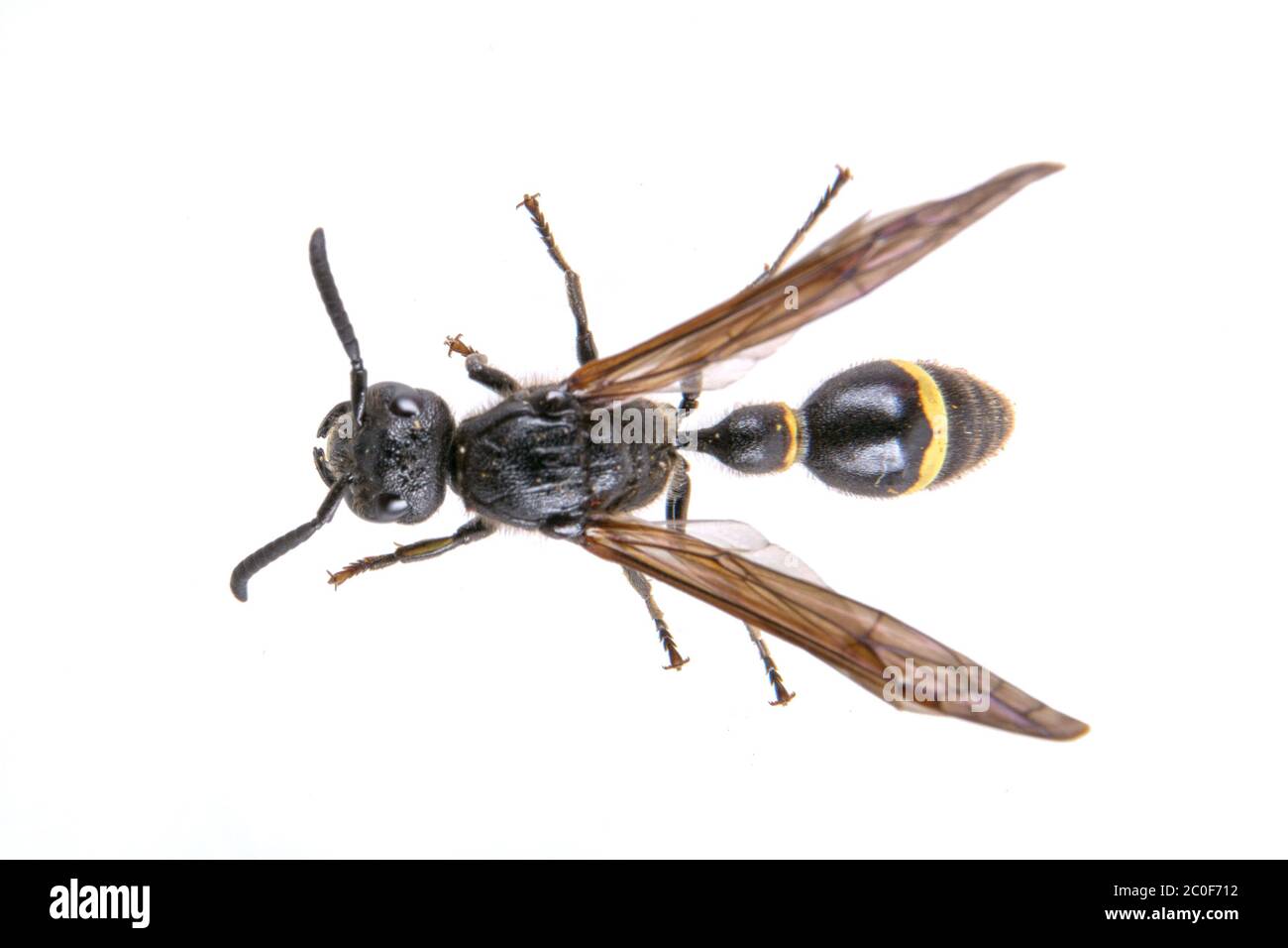 Insecte noir Banque de photographies et d’images à haute résolution - Alamy