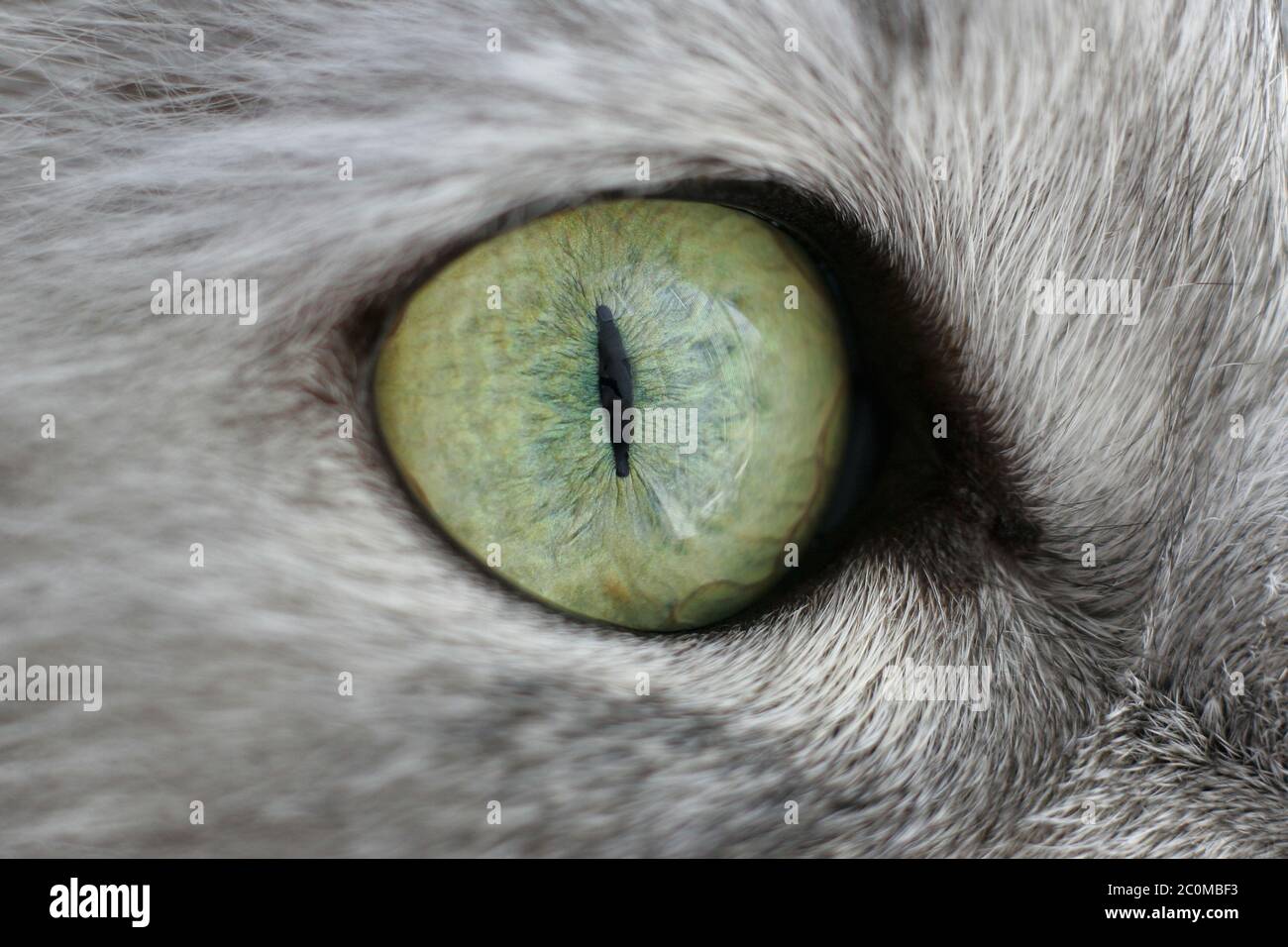 Oeil du chat Banque de photographies et d’images à haute résolution - Alamy