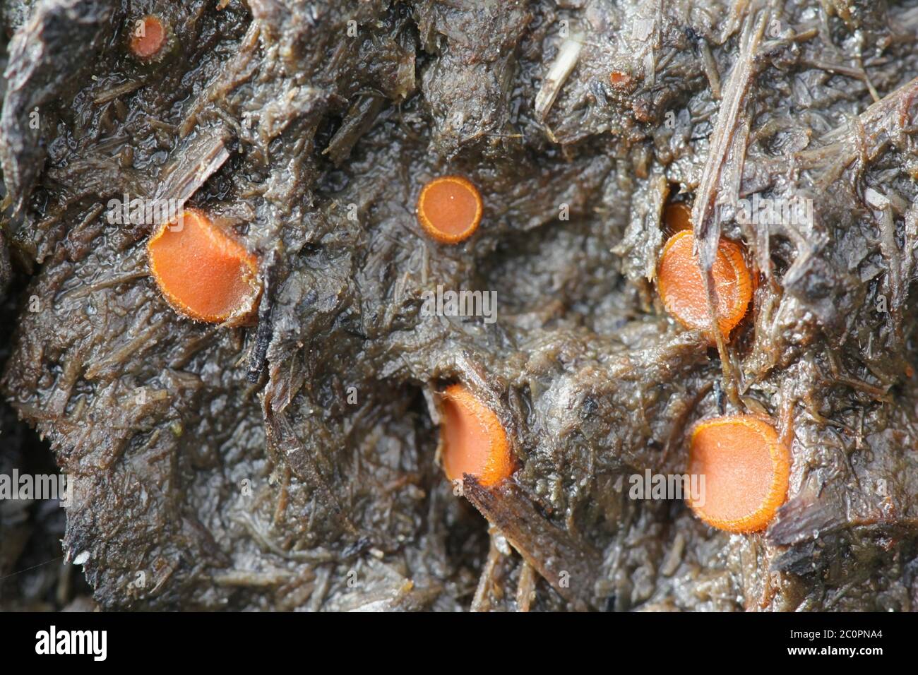 Cheilymenia cocrinaria, un champignon de la tasse qui pousse sur le ...