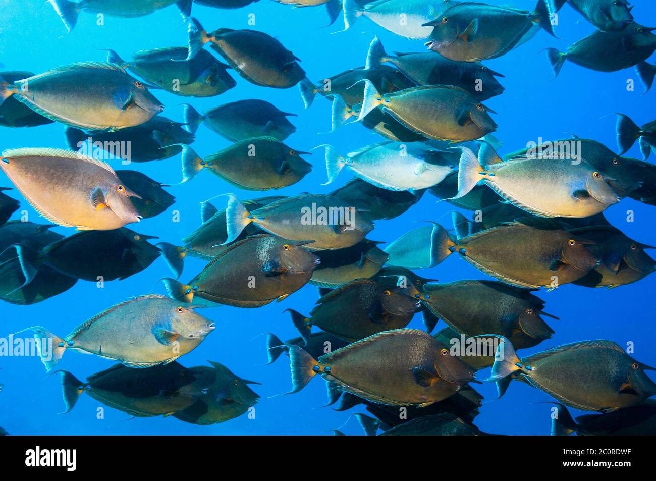 Licorne licorne Banque de photographies et d’images à haute résolution ...