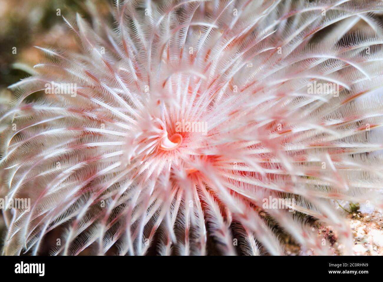 Protula magnifica Banque de photographies et d’images à haute ...