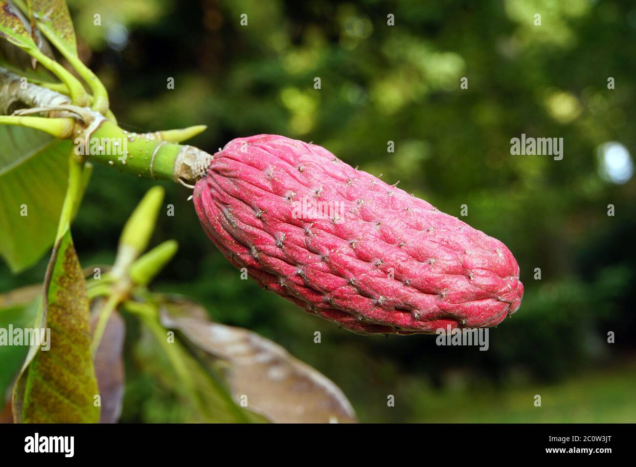Magnolia officinalis biloba Banque de photographies et d’images à haute ...