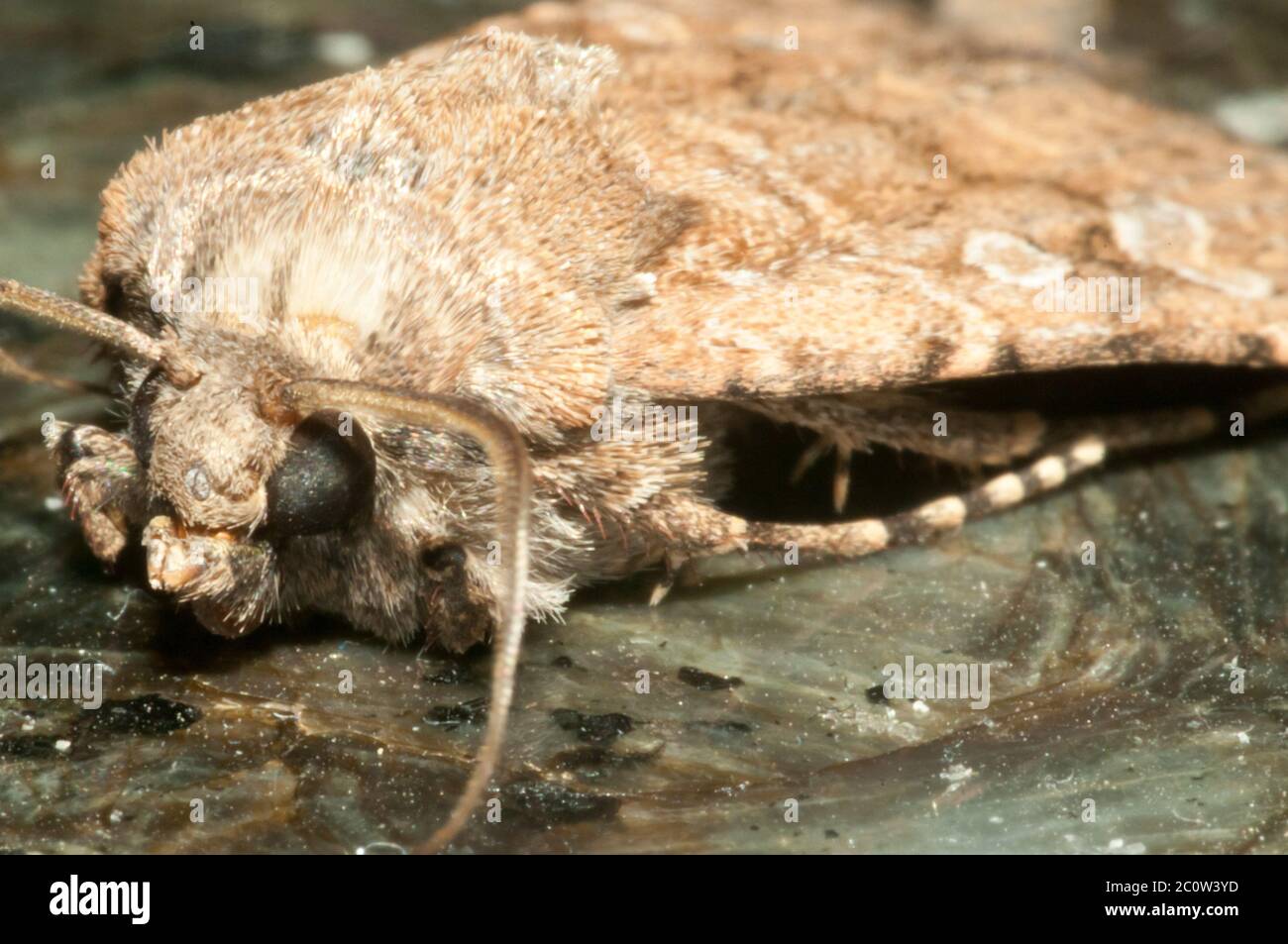 Insecte de nuit Banque de photographies et d’images à haute résolution ...