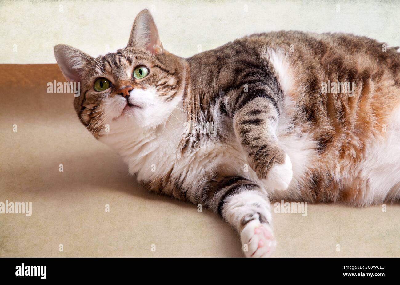 The fat cat Banque de photographies et d’images à haute résolution - Alamy