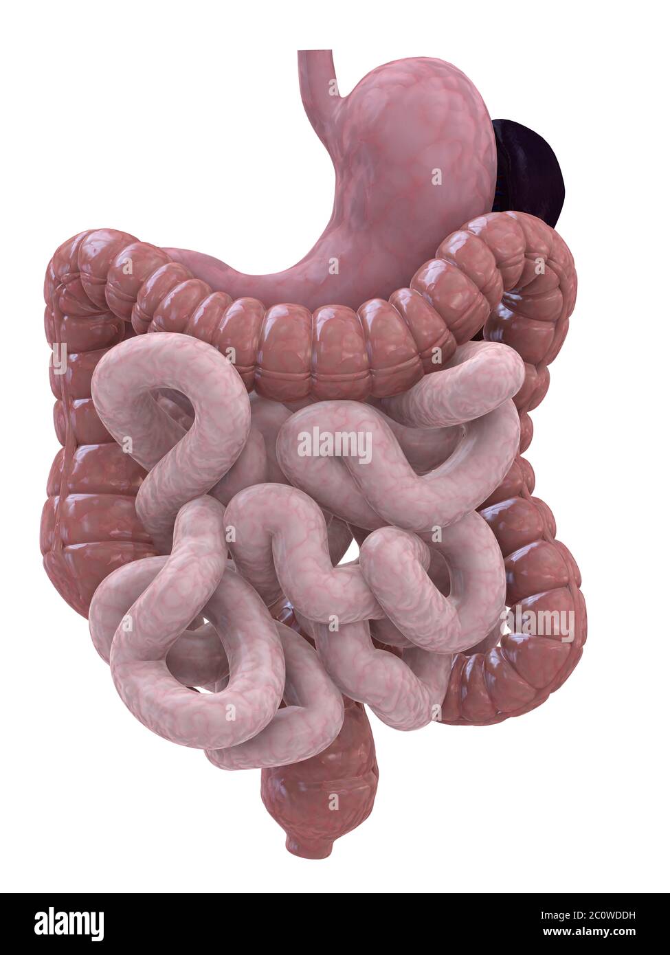 Santé Sciences de l'être humain d'organes digestifs anatomie intestin ...