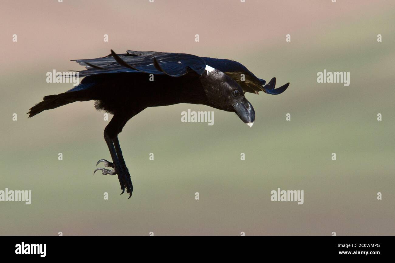 Corbeau en vol avec Banque de photographies et d’images à haute ...