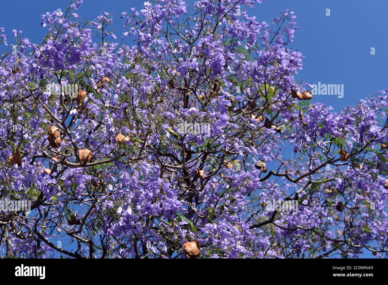 Jacaranda bleu arbre mimosifolia Banque de photographies et d’images à ...