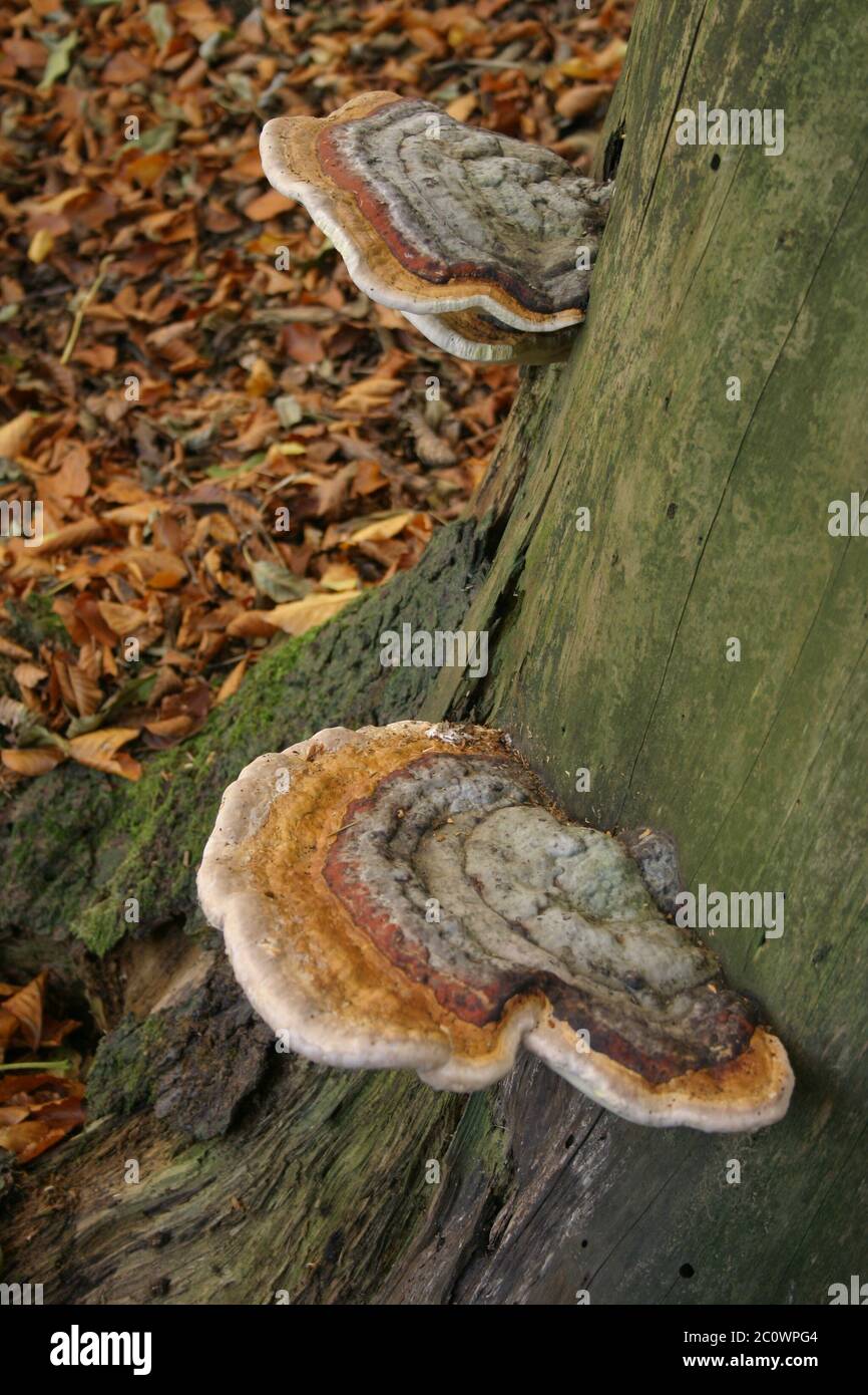 Schmetterlings porling Banque de photographies et d’images à haute ...