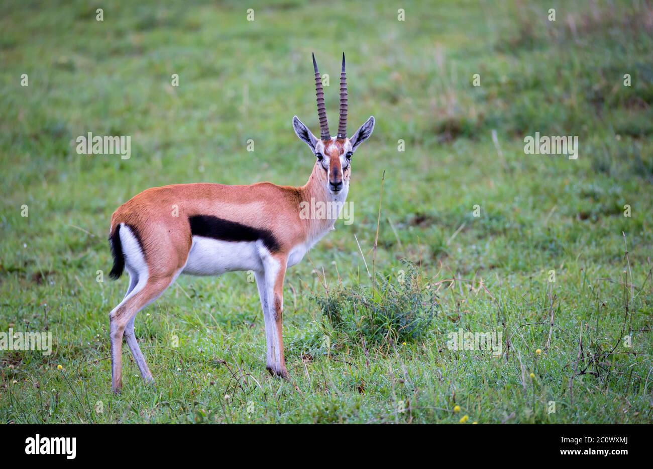 Thomson's Gazelle Banque d'image et photos - Alamy