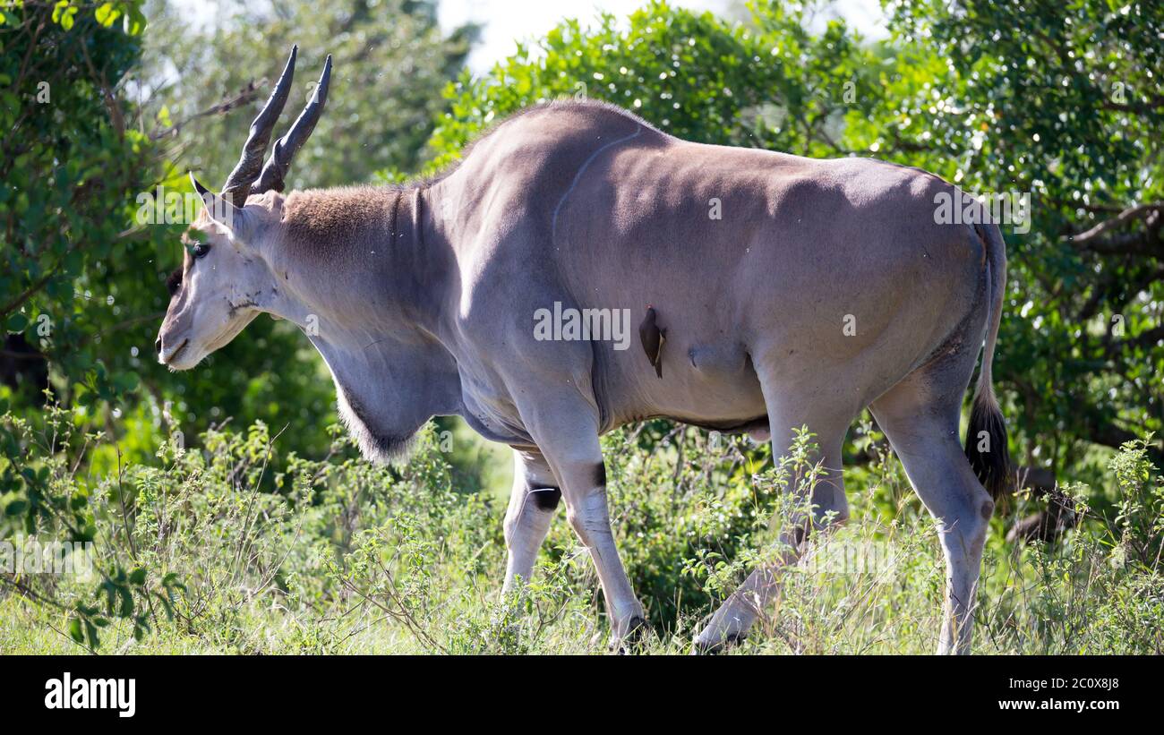 L'elanthe est la plus grande antilope de la savane du Kenya Photo Stock ...