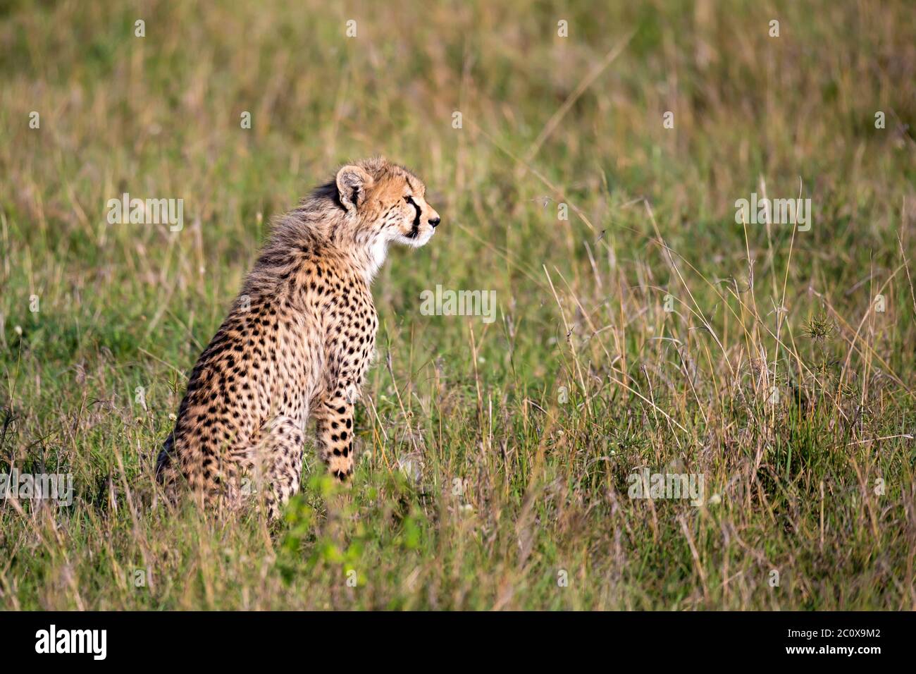 La guépard se trouve dans le paysage de la savane du Kenya Photo Stock ...