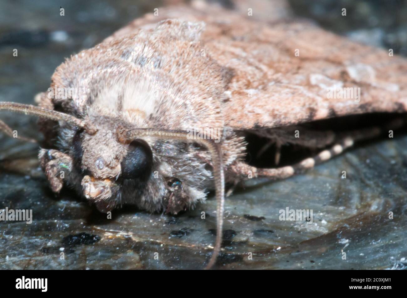 Insecte de nuit Banque de photographies et d’images à haute résolution ...