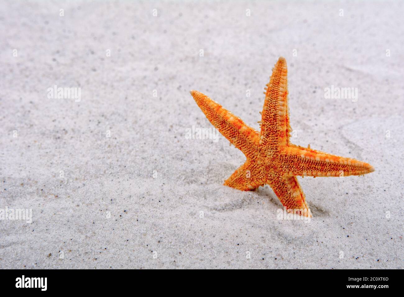 étoile de mer orange Banque de photographies et d’images à haute ...