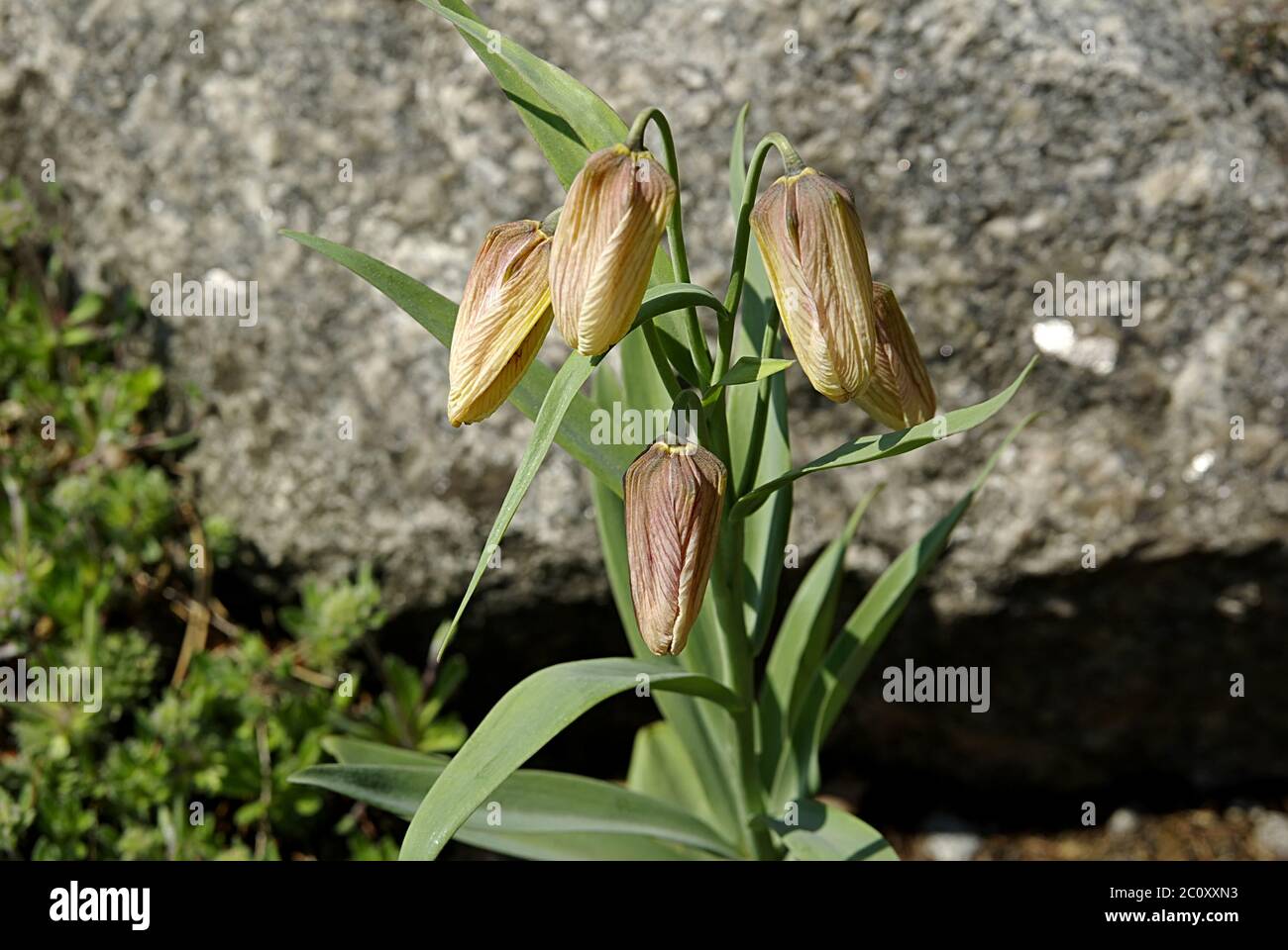 Calice de fleurs Banque de photographies et d’images à haute résolution ...