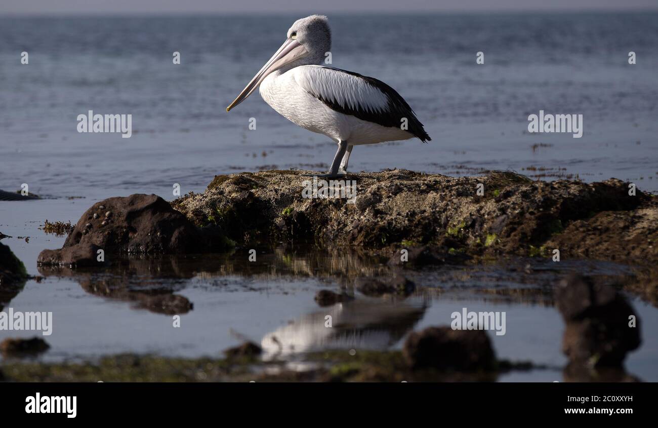 Oiseau Aux Longues Pattes Banque d'image et photos - Alamy