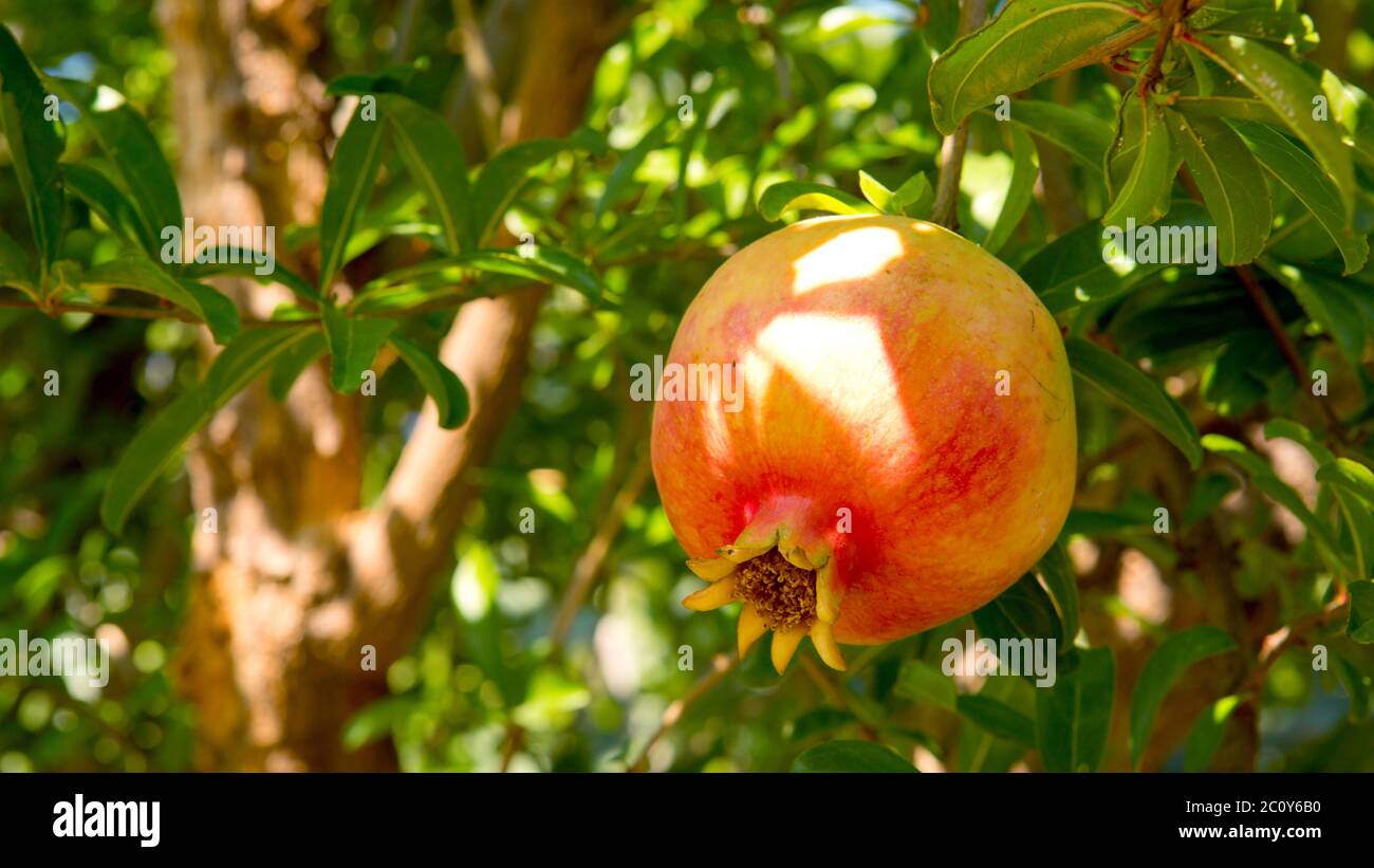 Fruit sur arbre Banque de photographies et d’images à haute résolution ...