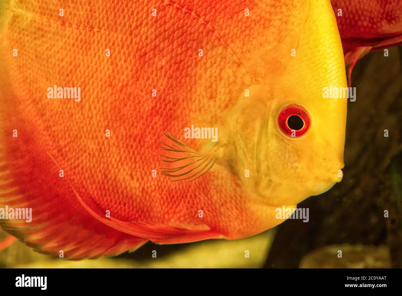 Discus fish portrait Banque de photographies et d’images à haute ...