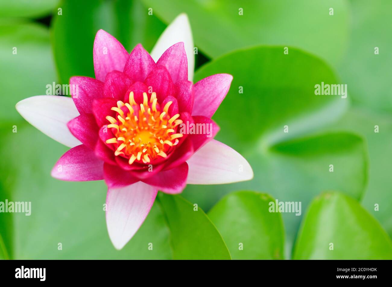 Nénuphar rouge Banque de photographies et d’images à haute résolution ...