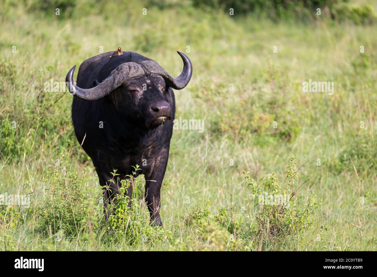 Troupeau De Buffles Du Cap Banque d'image et photos - Alamy