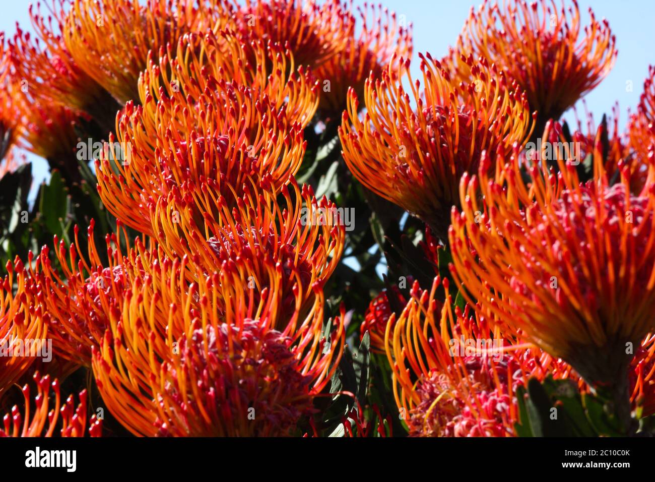 Fleurs sauvages en bordure de jardin Banque de photographies et d ...