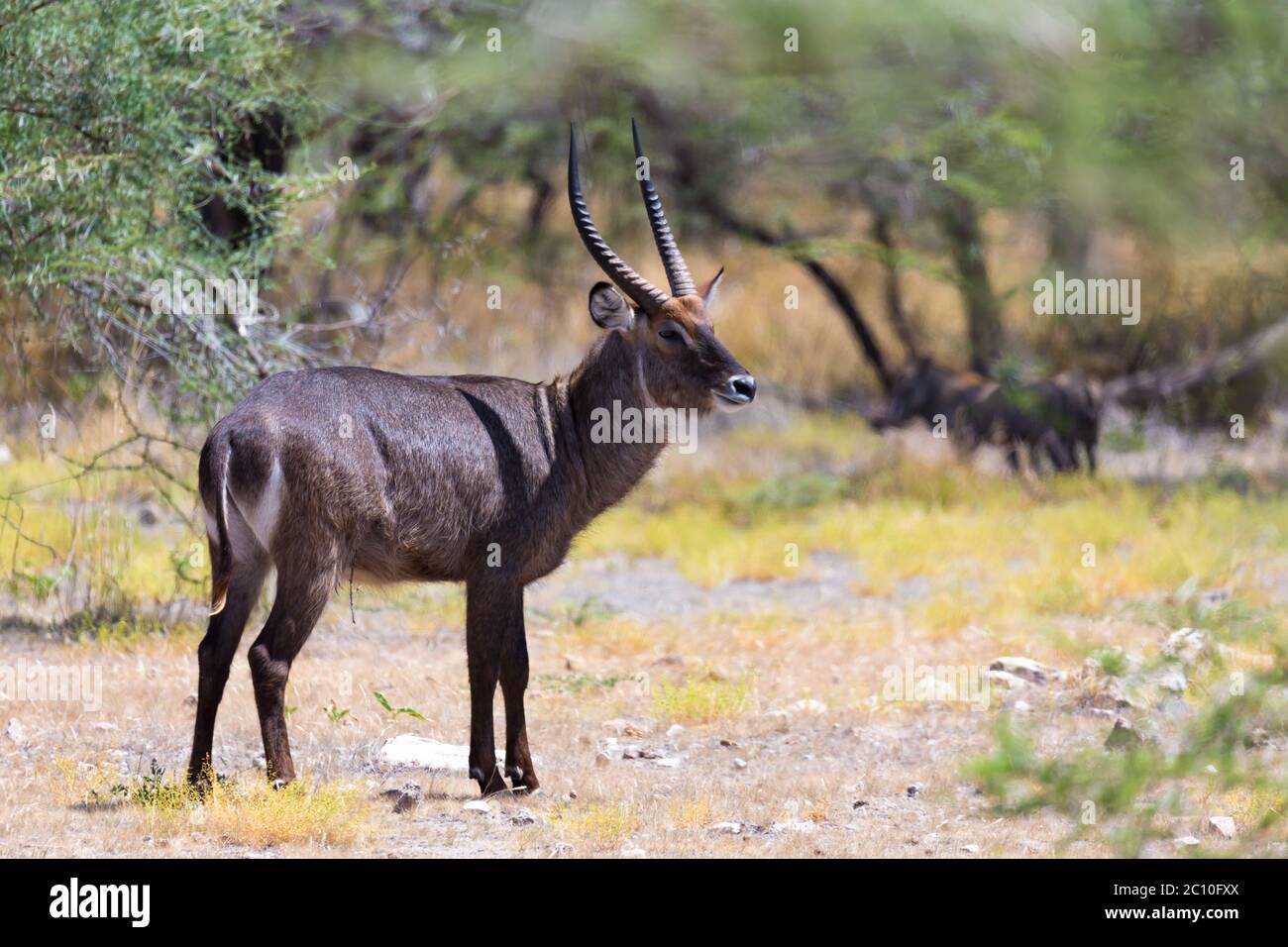 Antilope Africaine Banque d'image et photos - Alamy
