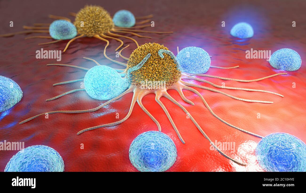 Lymphocytes t Banque de photographies et d’images à haute résolution ...