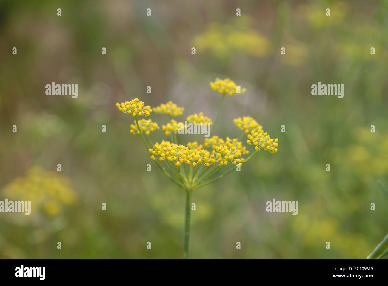 Plante d'anis Banque de photographies et d’images à haute résolution ...