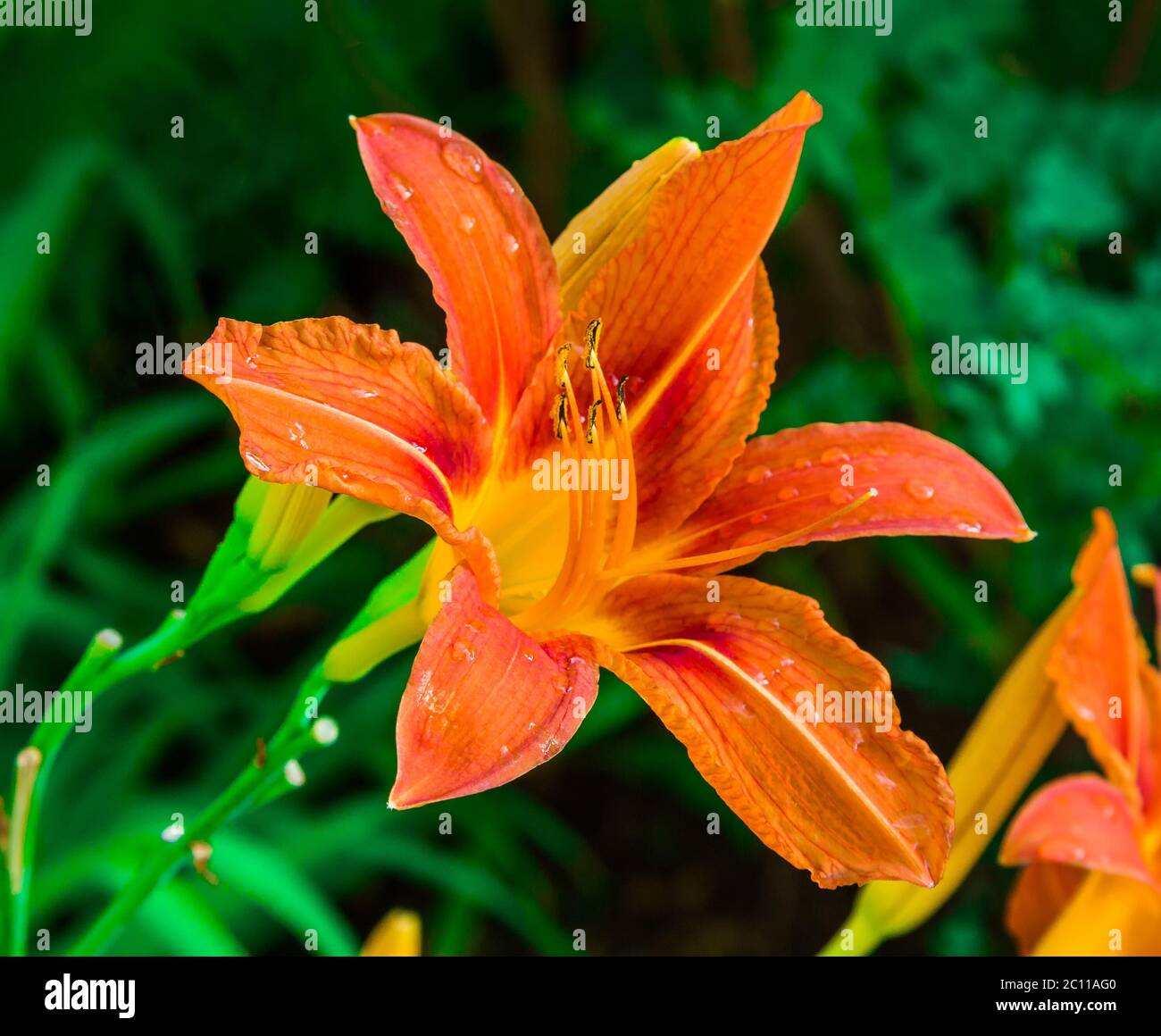 Fleurs de lys orange Banque de photographies et d’images à haute résolution - Page 2 - Alamy