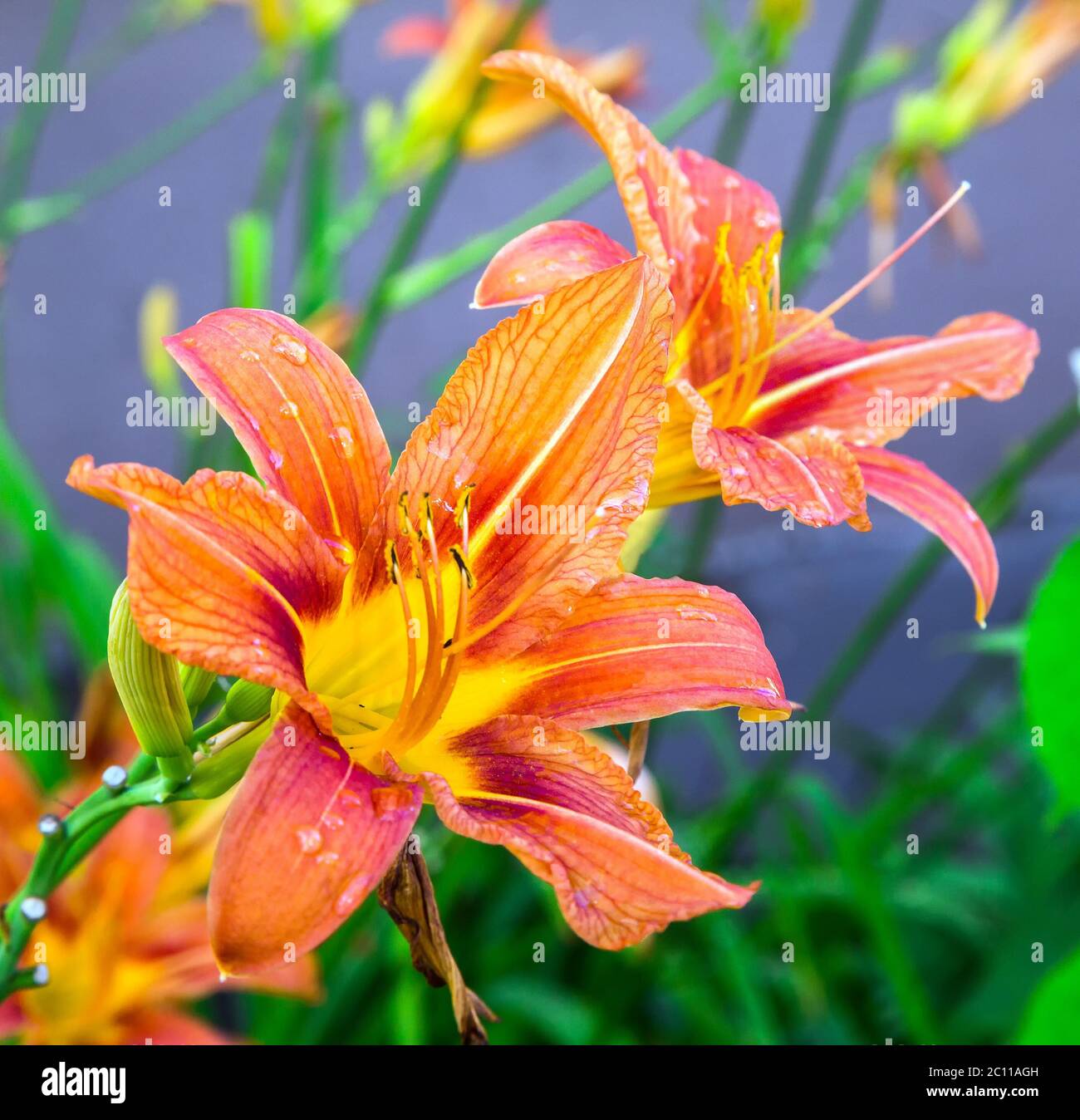 Fleurs de lys orange Banque de photographies et d’images à haute ... Fleurs de lys orange Banque de photographies et d’images à haute ...
