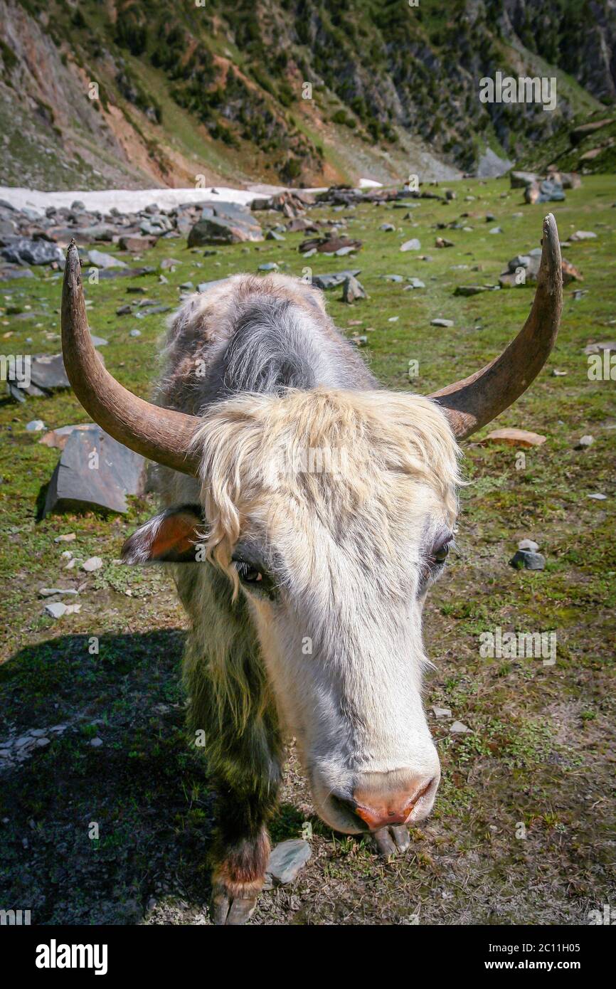 Yak blanc Banque de photographies et d’images à haute résolution - Alamy