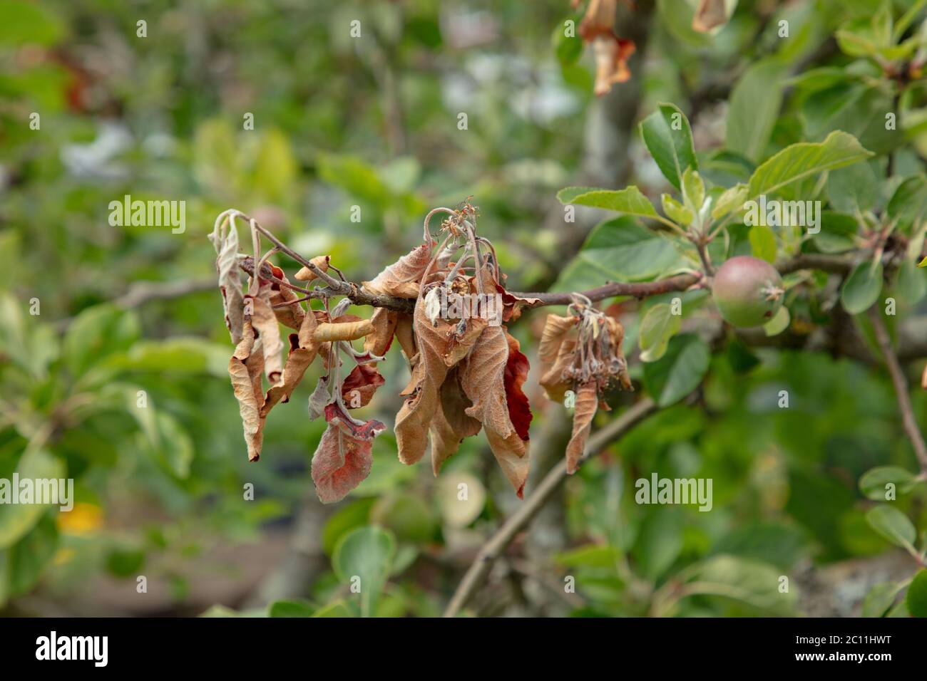 Branche d'arbre de feu bactérien Banque de photographies et d’images à ...