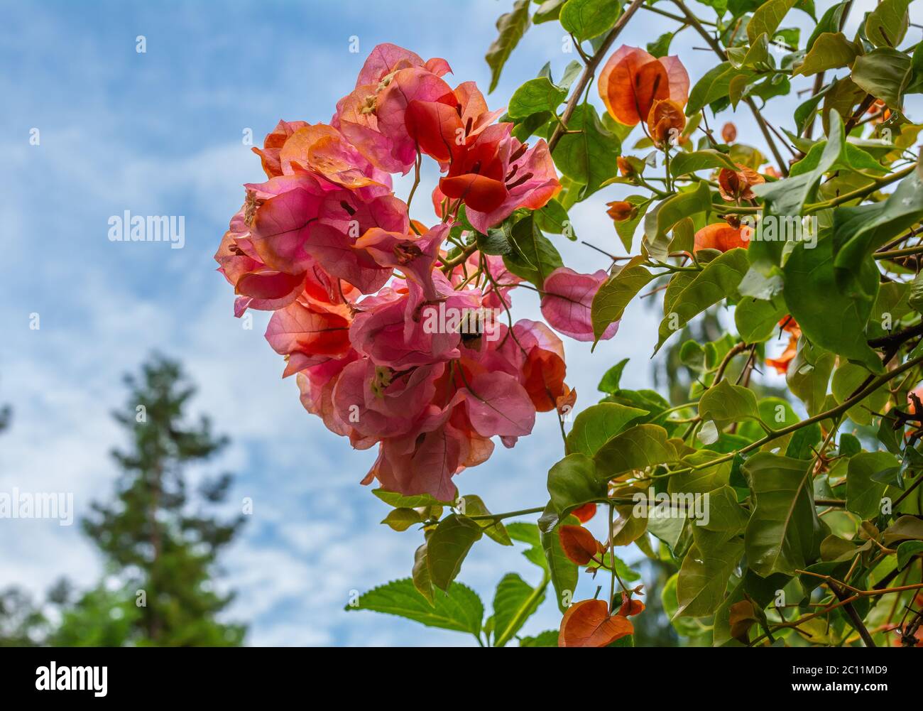 Arbustes vivaces Banque de photographies et d’images à haute résolution ...