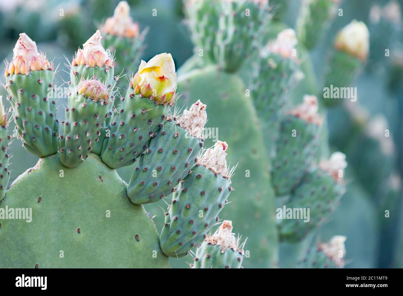 Sabra plant Banque de photographies et d’images à haute résolution - Alamy