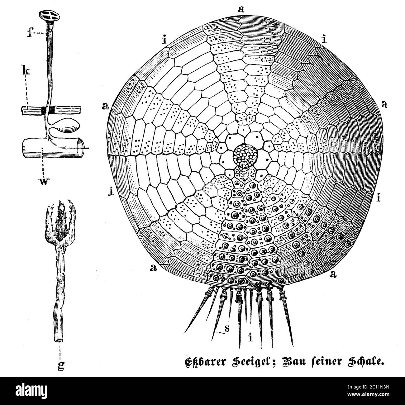 Seeigel schale Banque de photographies et d’images à haute résolution ...