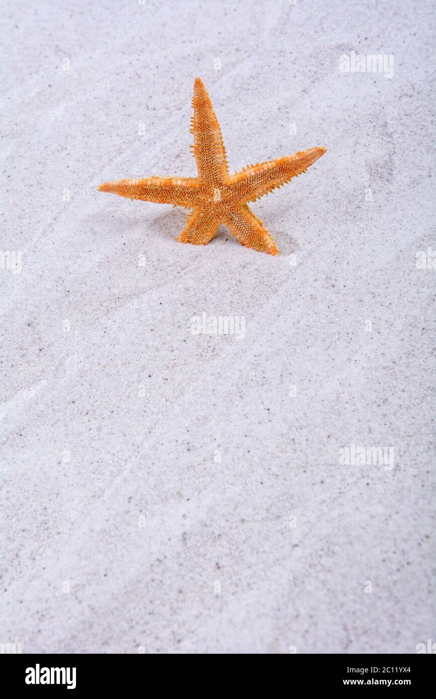 étoile de mer orange Banque de photographies et d’images à haute ...