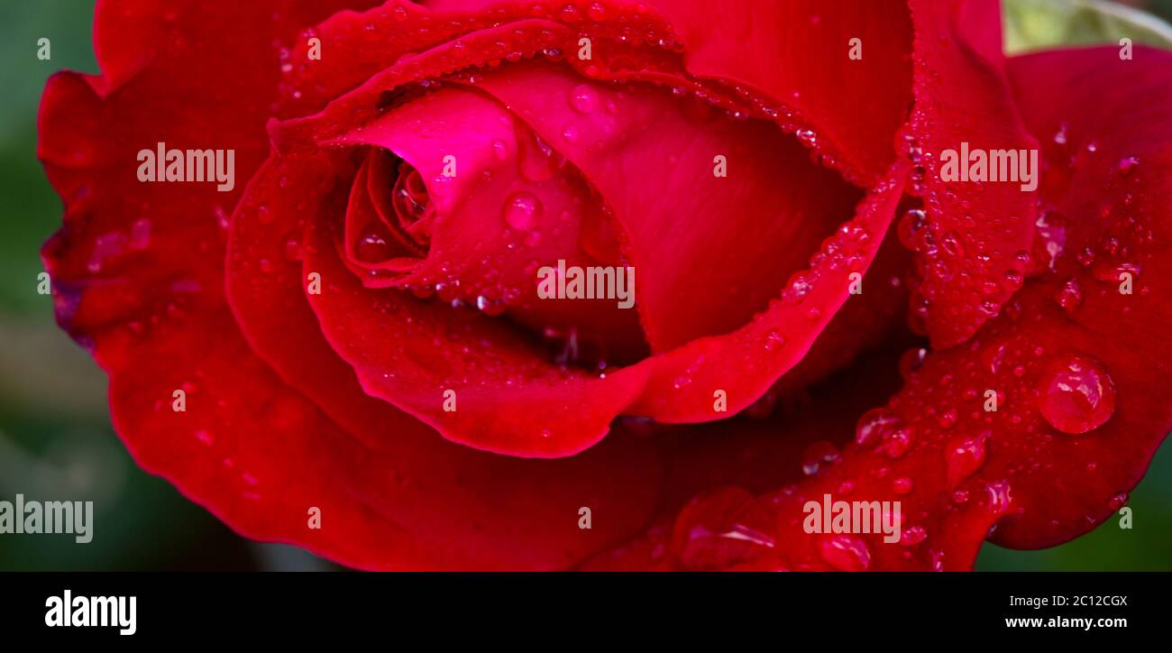 La belle rose rouge Banque de photographies et d’images à haute ...