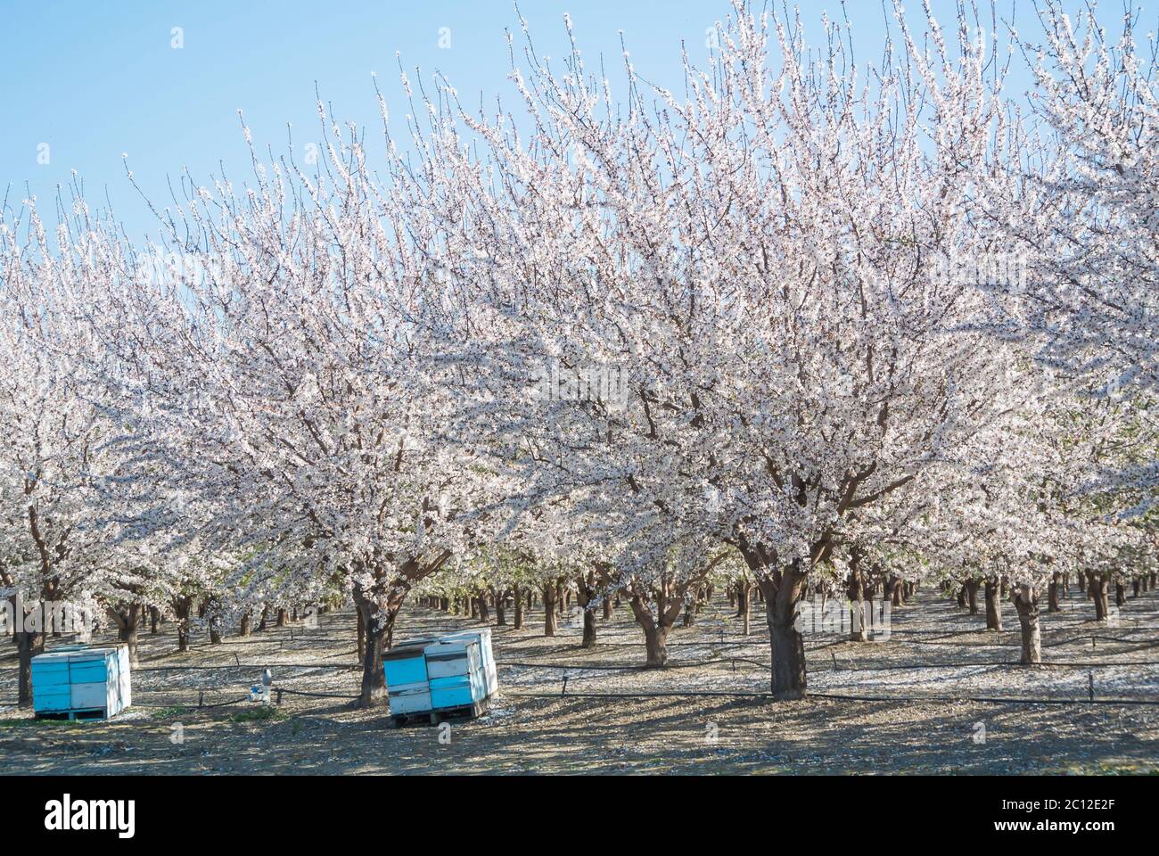 Amandiers en fleurs Banque de photographies et d’images à haute résolution - Alamy