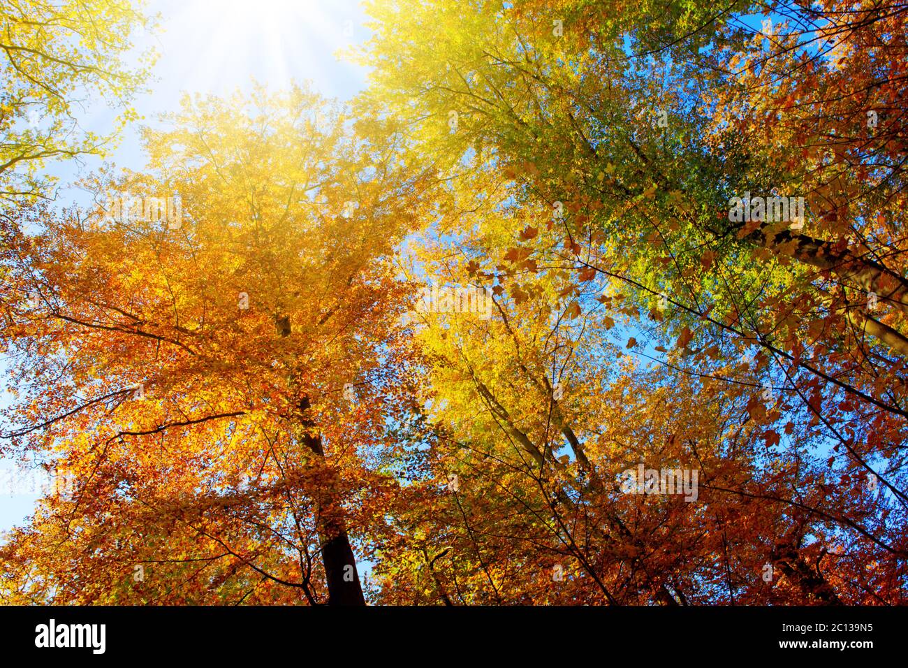 Paysage forestier d'automne au lever du soleil Banque de photographies ...