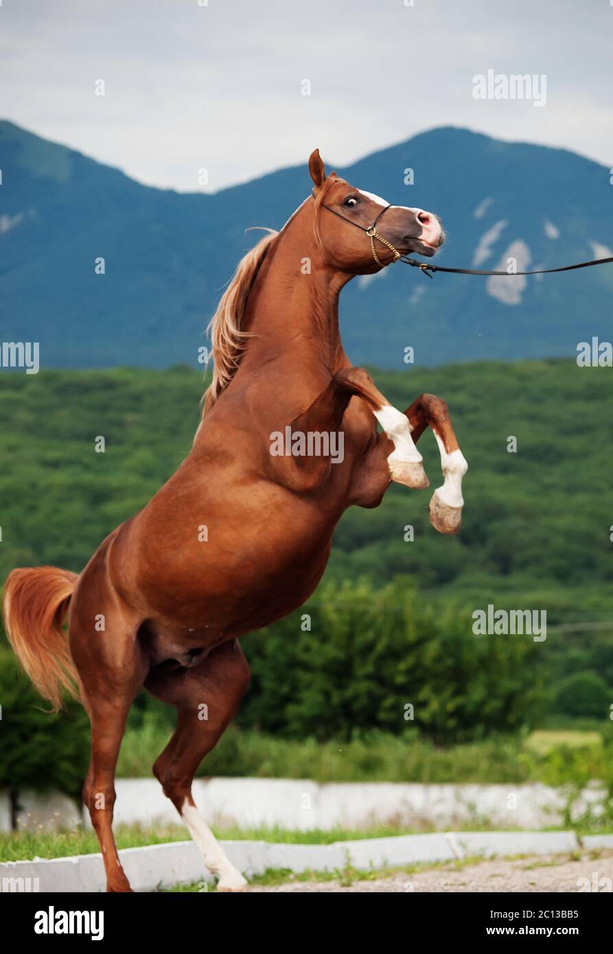 Cheval alezan qui cabre Banque de photographies et d’images à haute ...