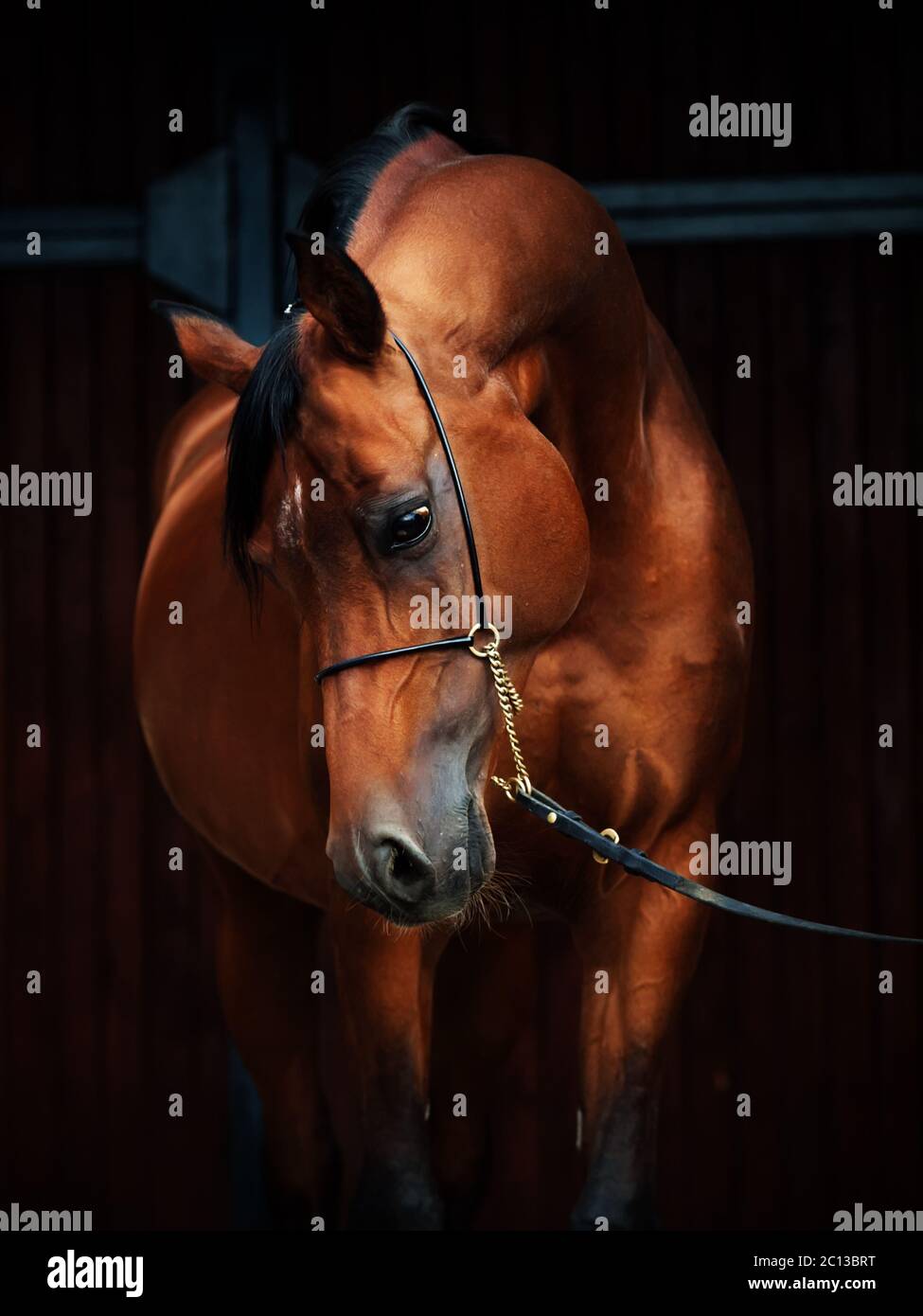 Portrait d'un cheval arabe Banque de photographies et d’images à haute ...