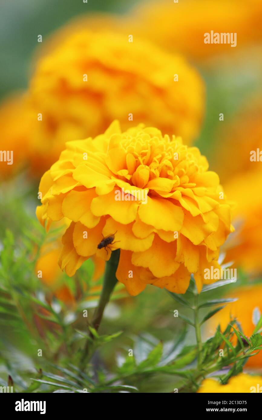 African marigolds Banque de photographies et d’images à haute ...